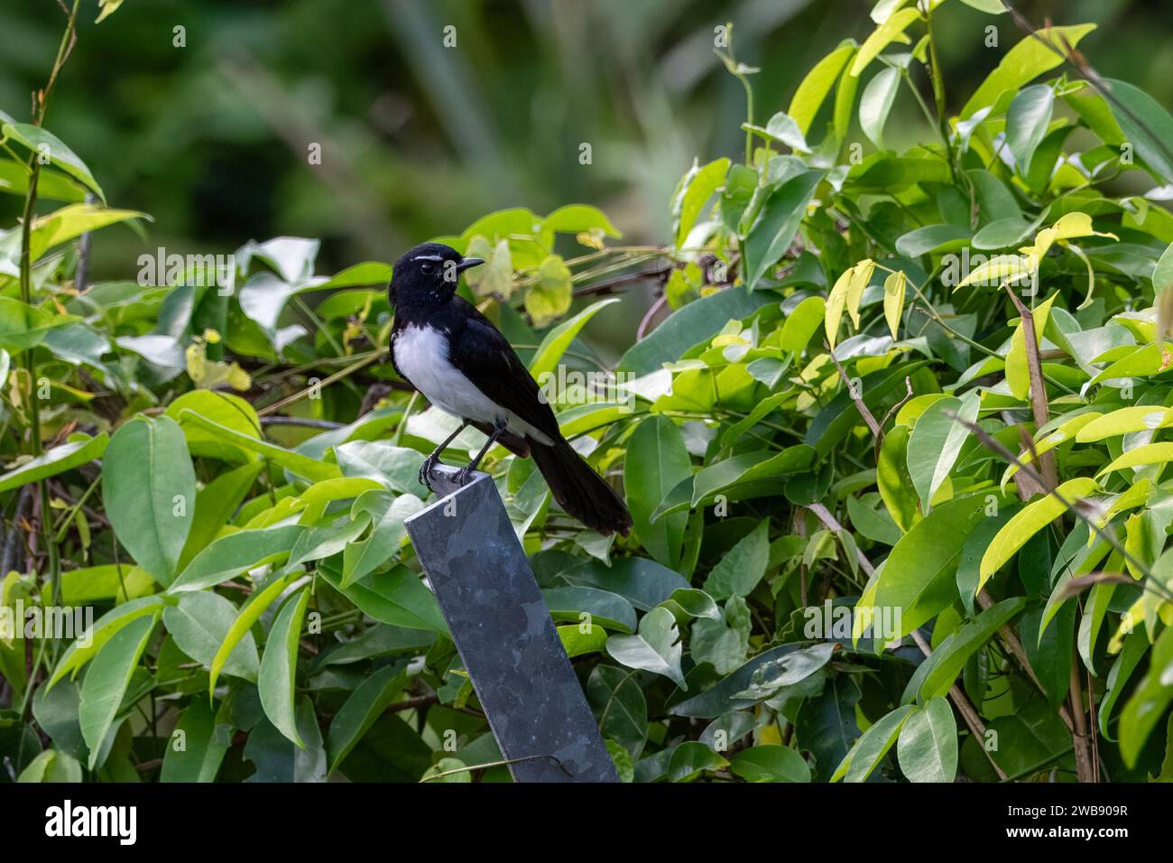 Willie wagtail or Rhipidura leucophrys observed in Waigeo in West Papua ...