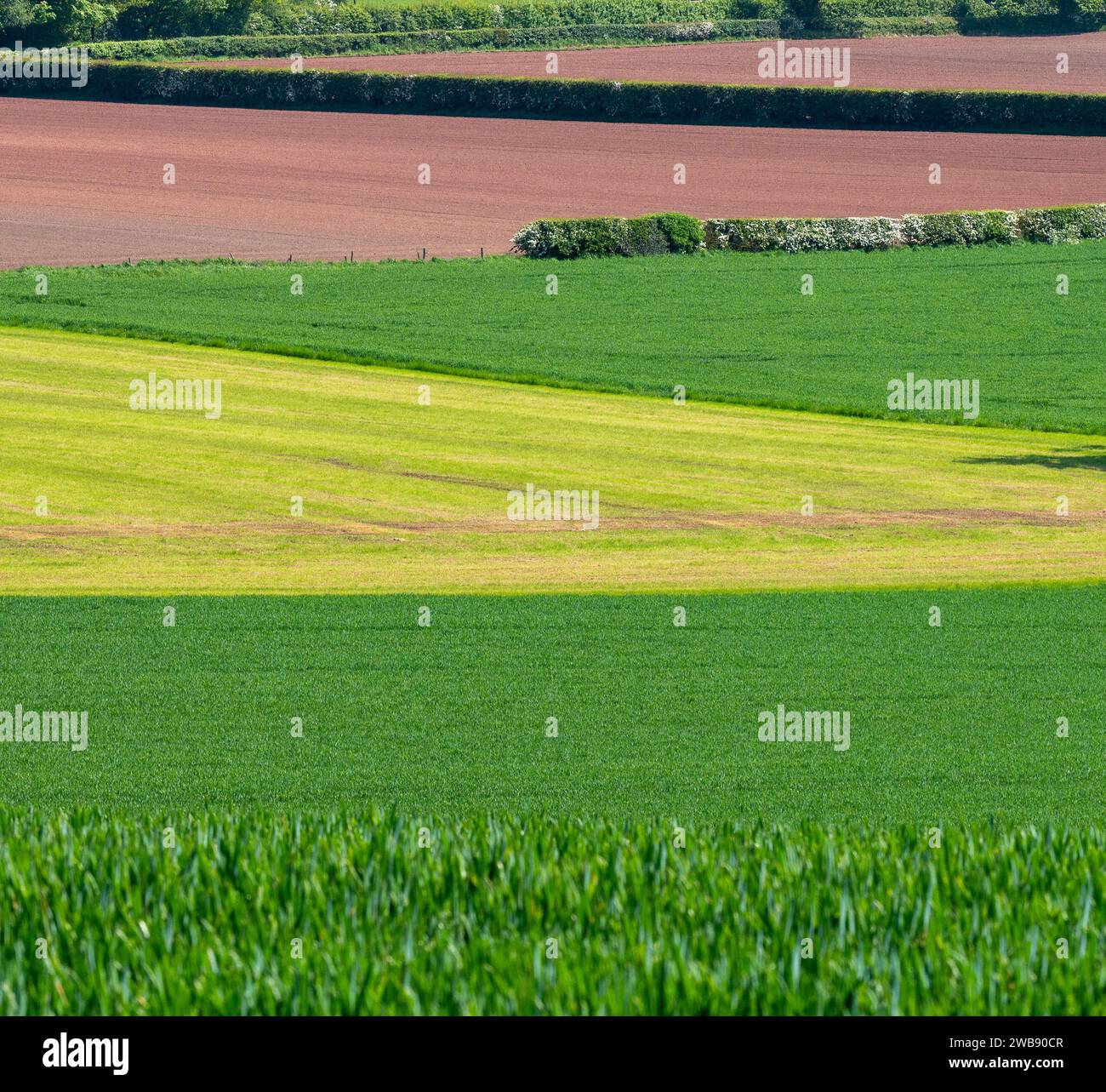 Abstract view of fields of crops growing and harvested Stock Photo - Alamy