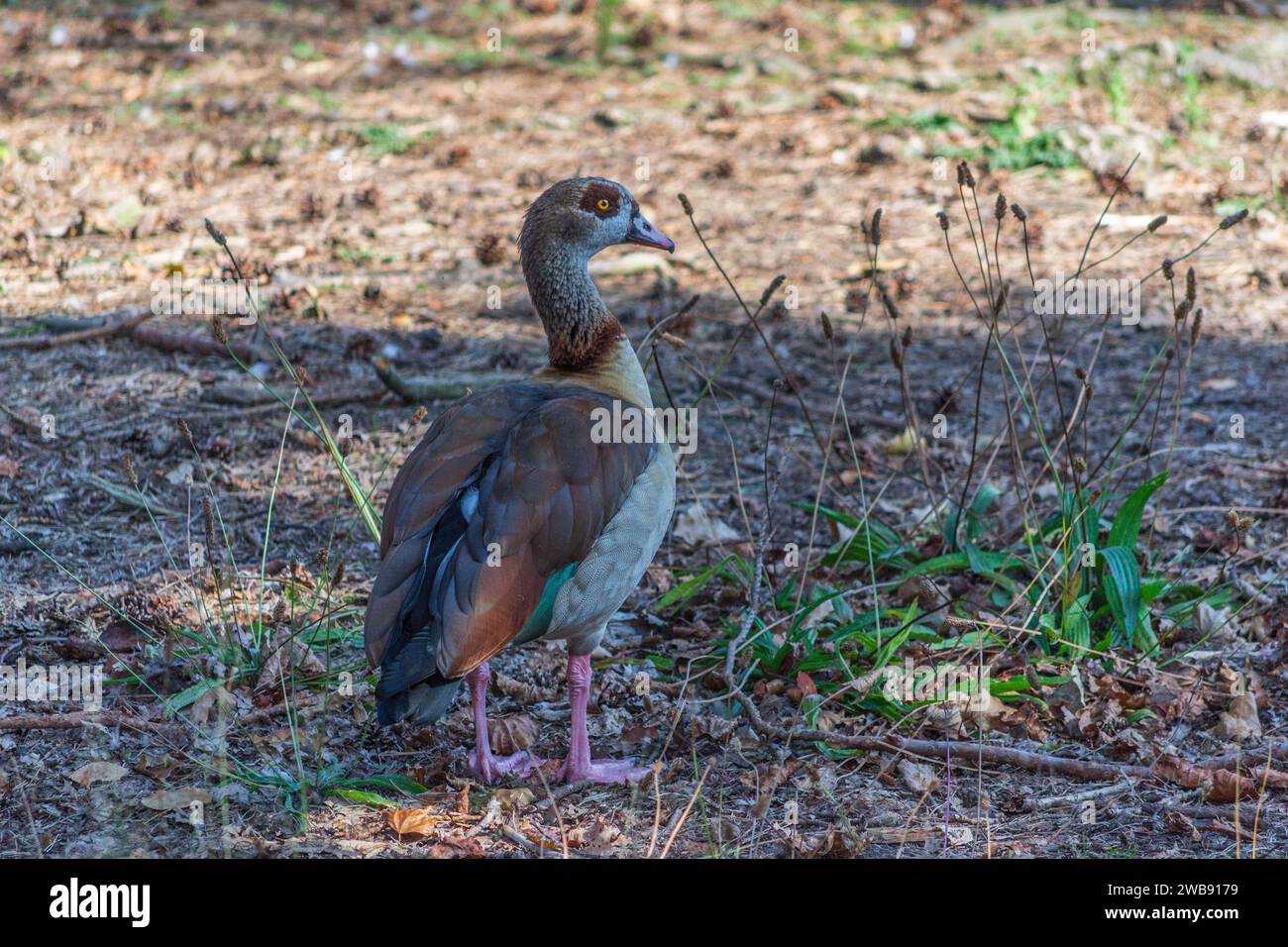 Grovelands Park, London, UK - September 8th 2014: Egyptian Goose Stock ...