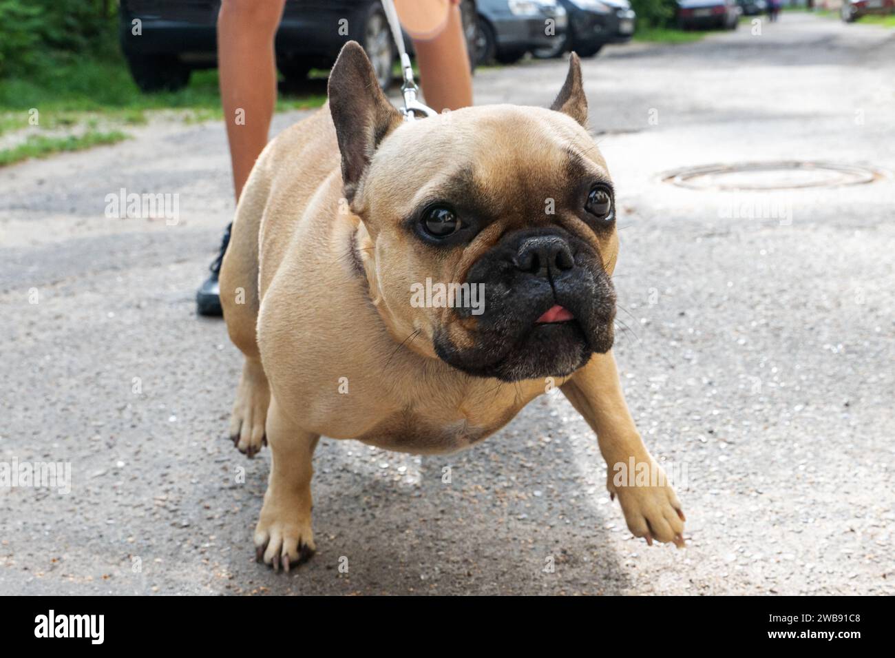 A pug. Dog training. A child walks with a dog. Animal education. Close ...