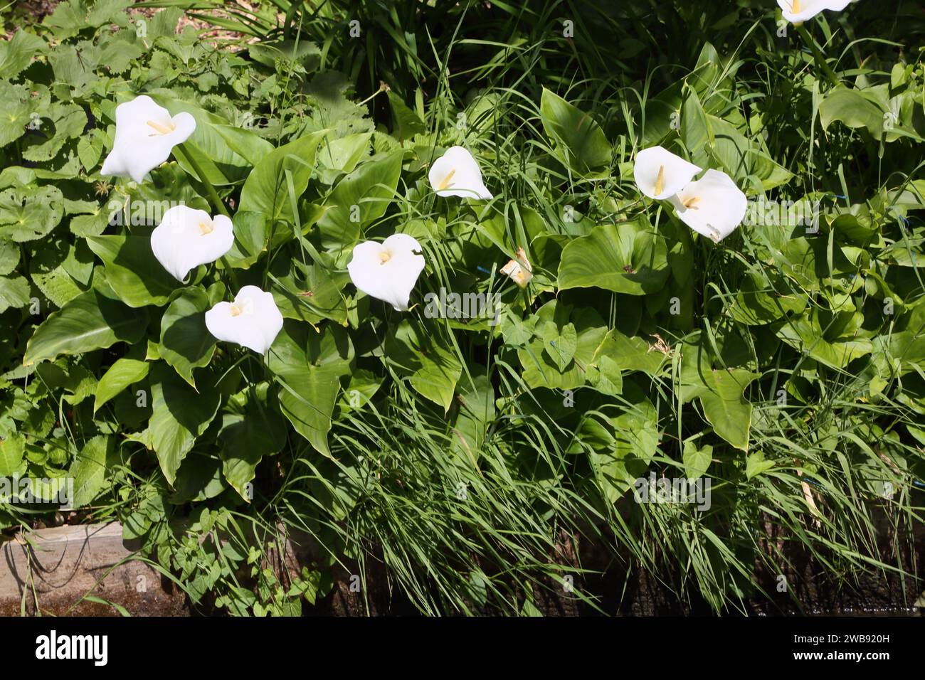 Dragonflies dragonflies dragonflies dragonflies flower hi-res stock ...