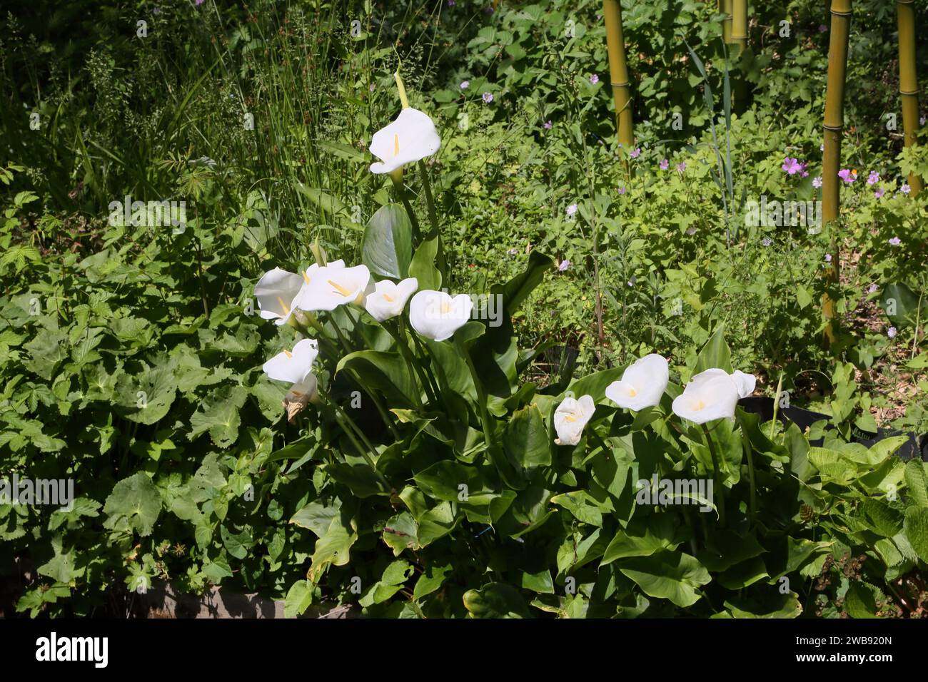 Dragonflies dragonflies dragonflies dragonflies flower hi-res stock ...