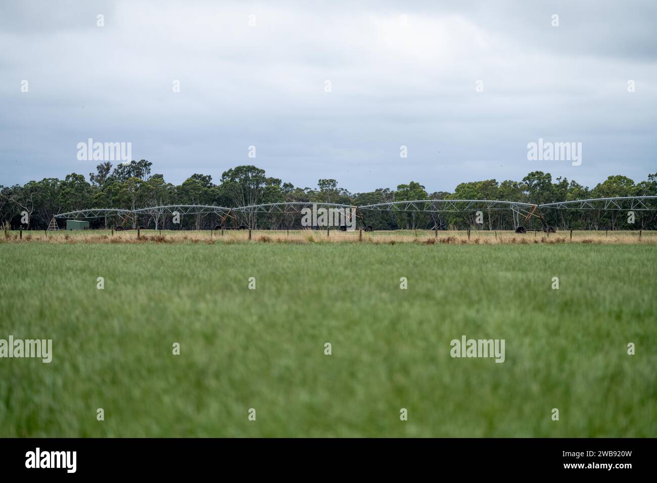 pivot irrigation in an agriculture field growing green food and grass ...