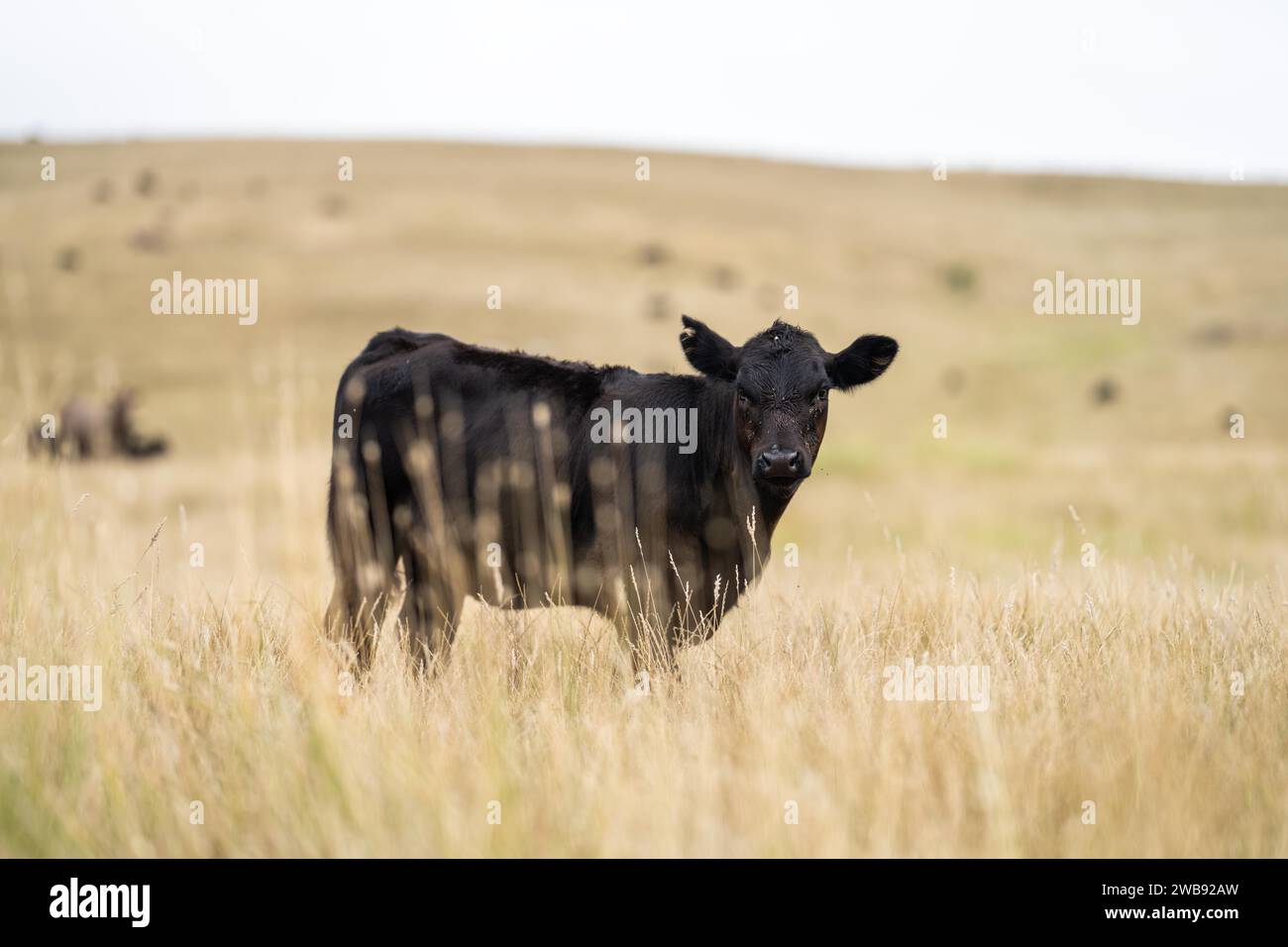 organic, regenerative, sustainable agriculture farm producing stud ...