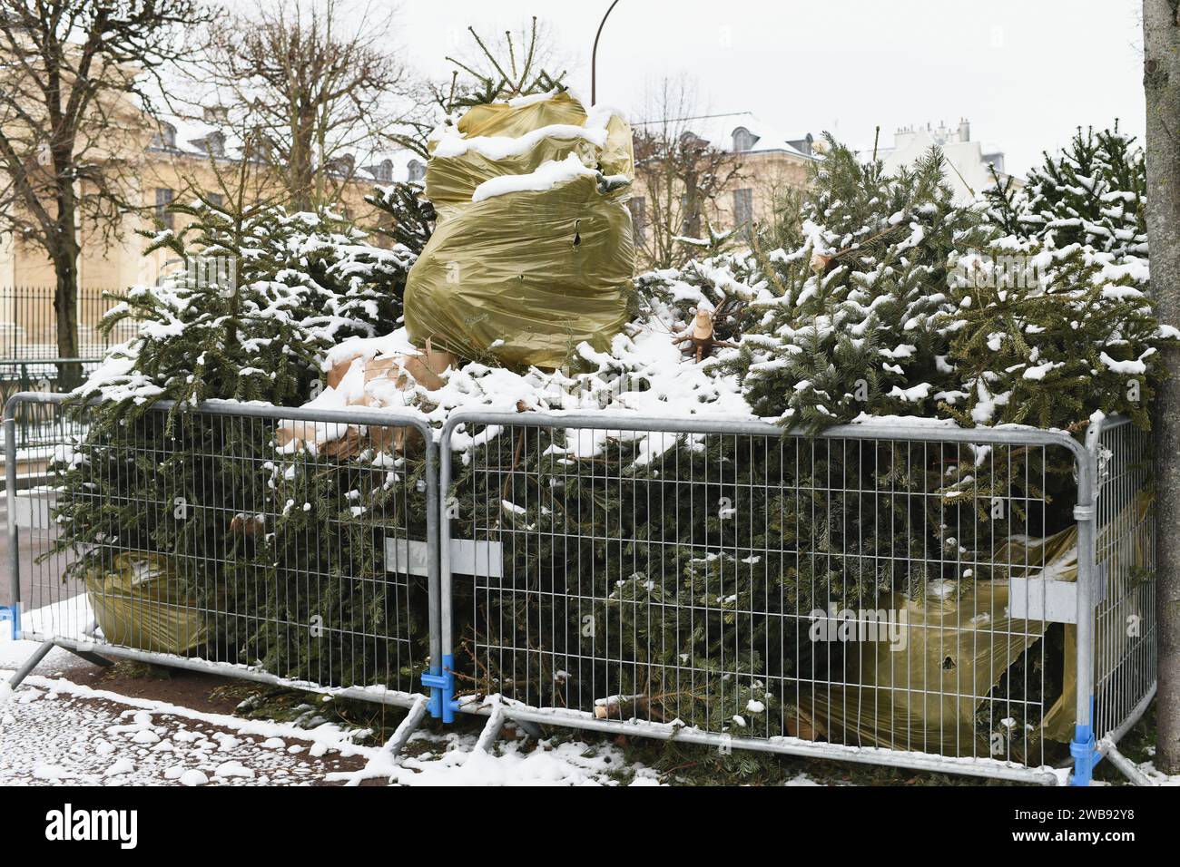 Used Christmas trees behind the fence Stock Photo - Alamy