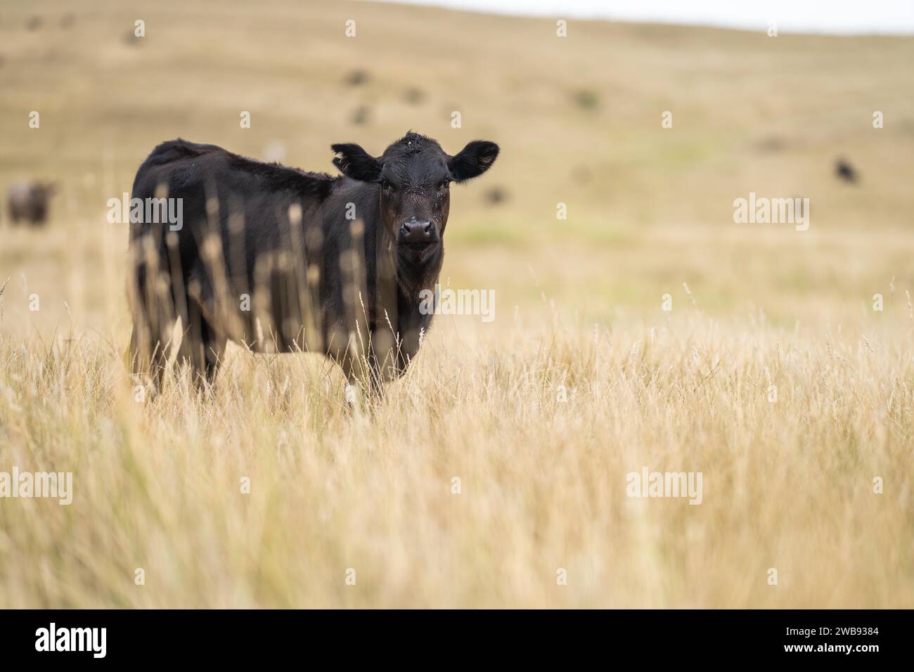 Portrait of Cows in a field grazing. Regenerative agriculture farm ...
