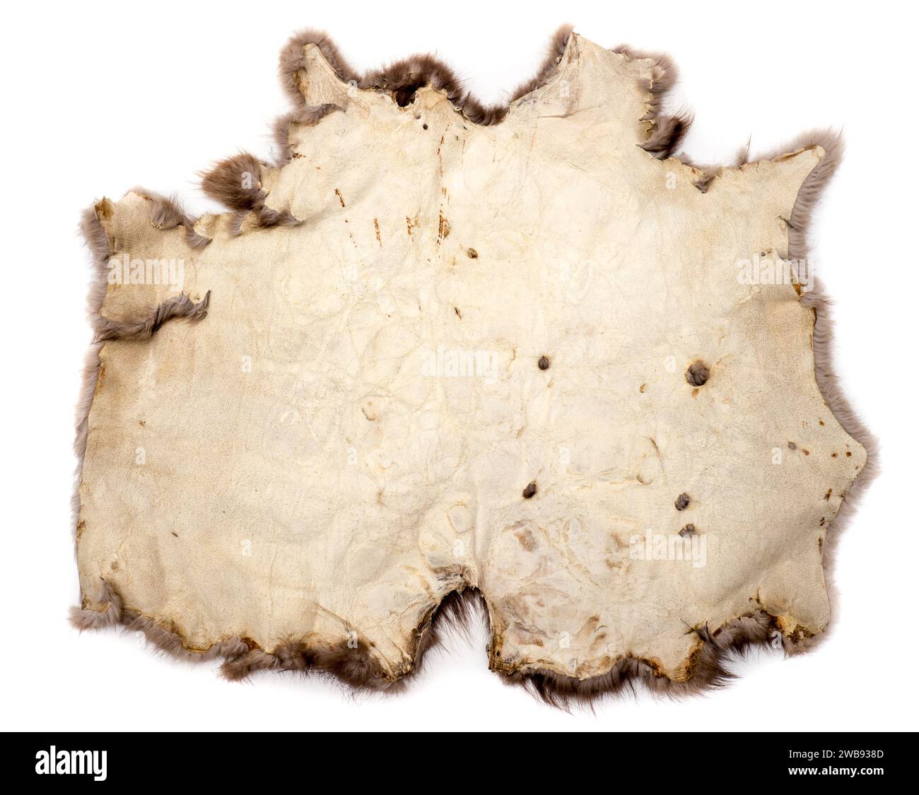 Rough skin texture Cut Out Stock Images & Pictures - Alamy