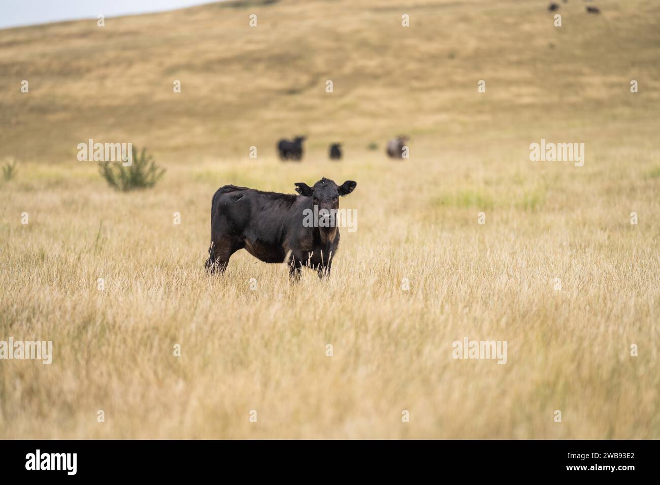 cows in field, grazing on grass and pasture in Australia, on a farming ...
