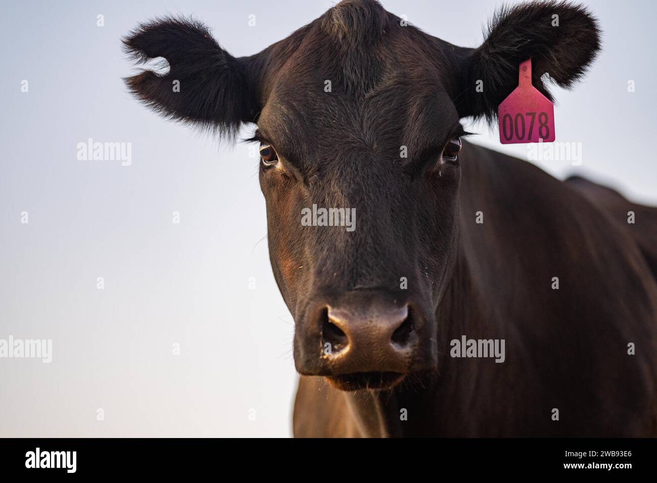cows in field, grazing on grass and pasture in Australia, on a farming ...