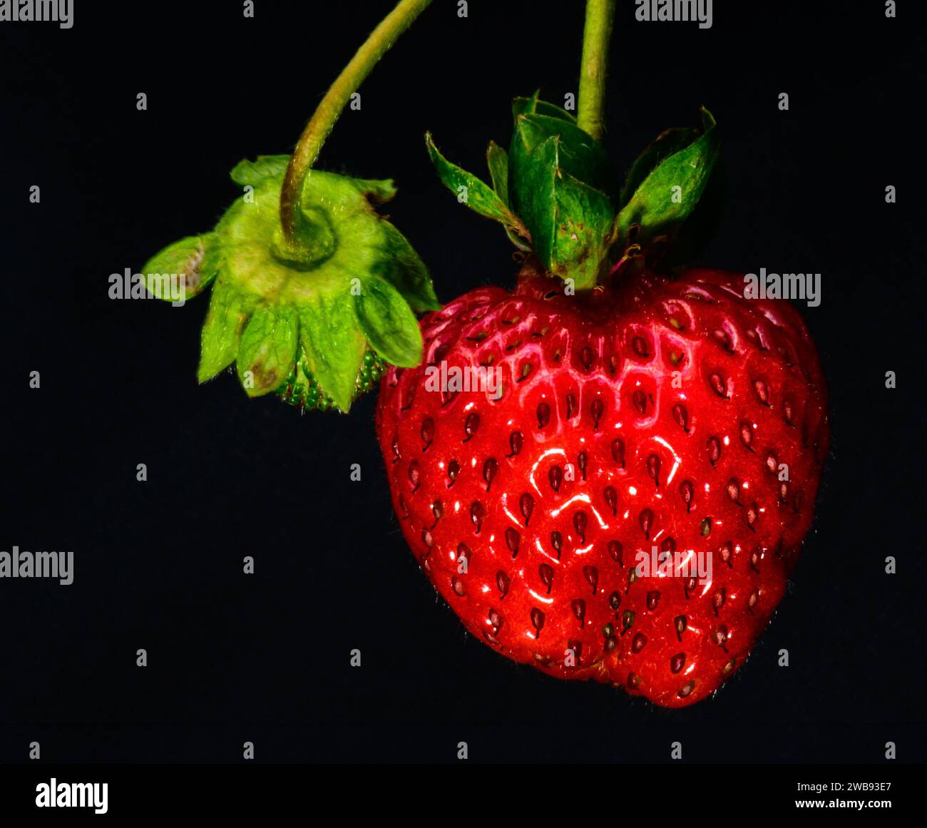 A vibrant red strawberry, with a few green leaves attached to the tip ...