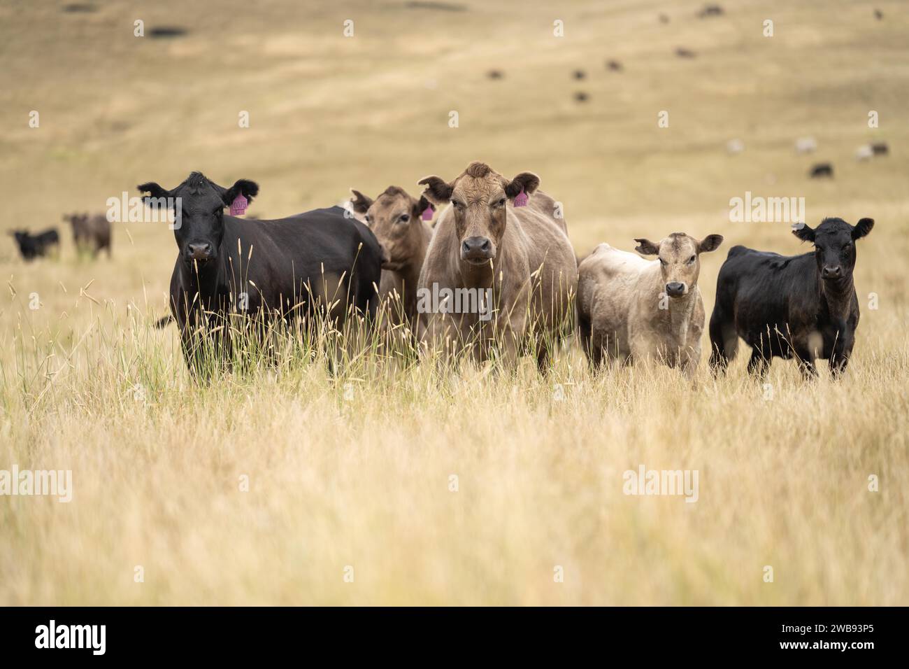 Stud Beef bulls, cows and calves grazing on grass in a field, in ...