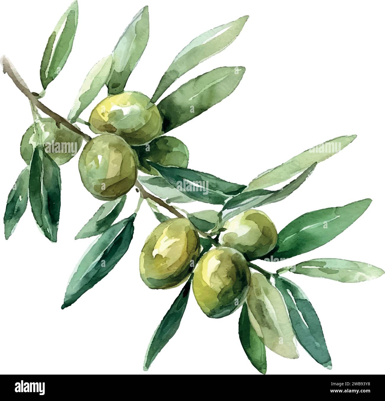 Vector watercolor drawing green olive hi-res stock photography and ...