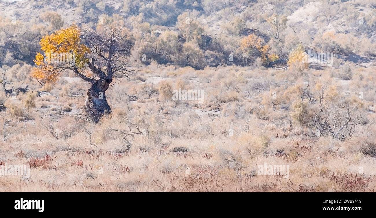 Unique plant relic poplar Turanga in the arid steppe or desert of Altyn ...