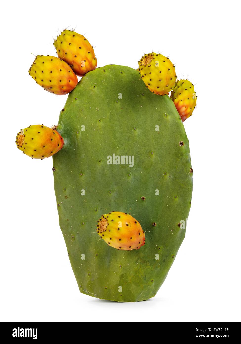 Green cactus leaf aka Opuntia Ficus Indica with fruits still connected ...