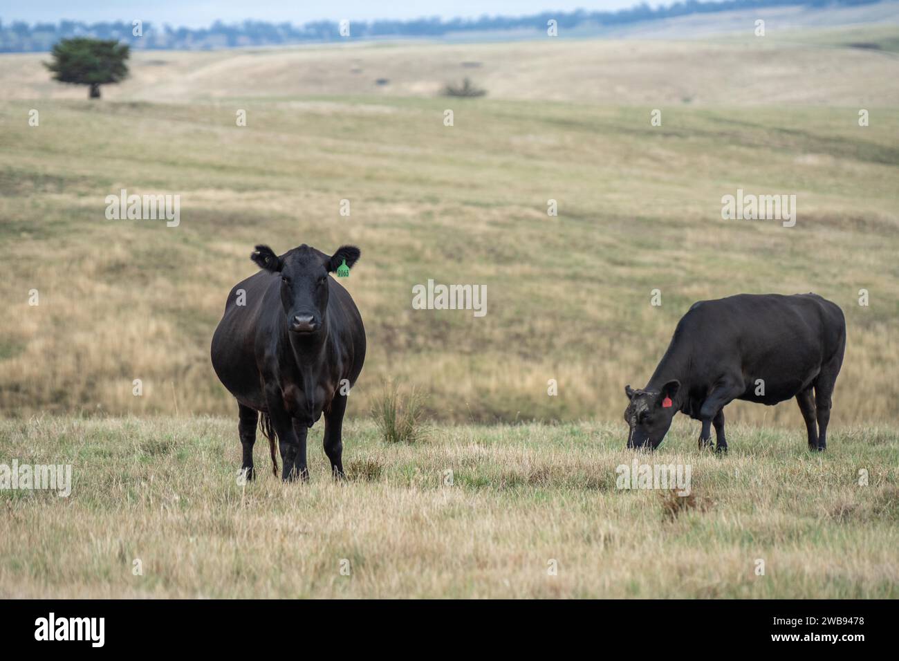 Portrait of Cows in a field grazing. Regenerative agriculture farm ...