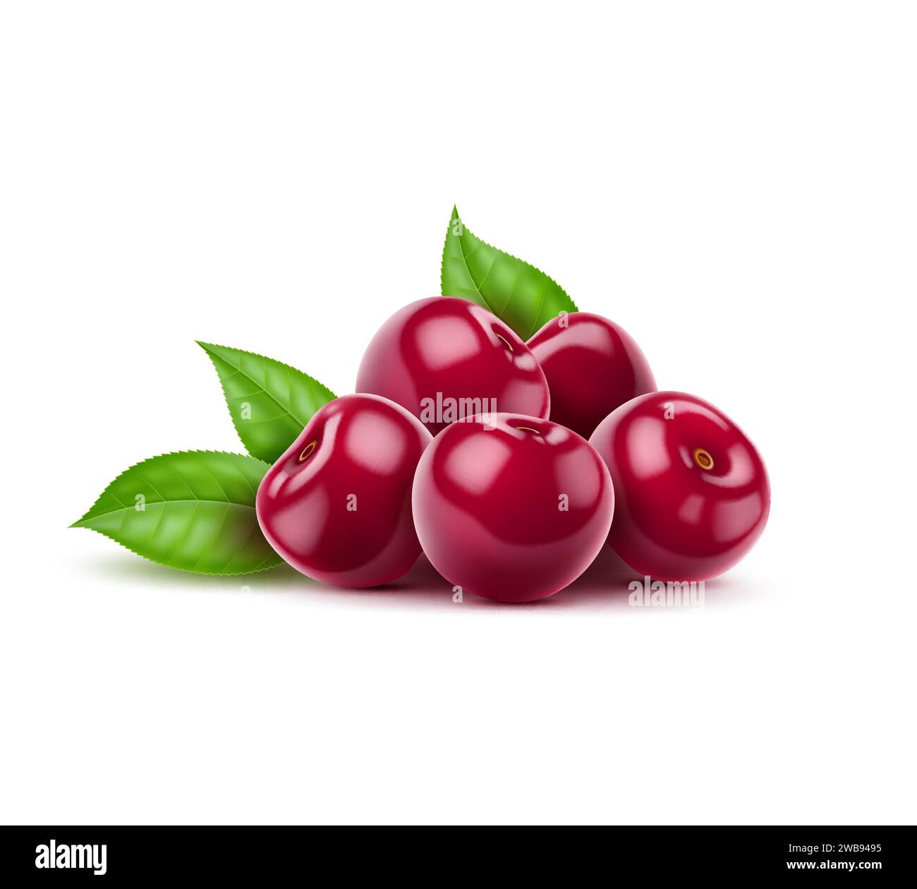 Realistic isolated ripe raw cherry berry bunch and leaves. 3d vector ...