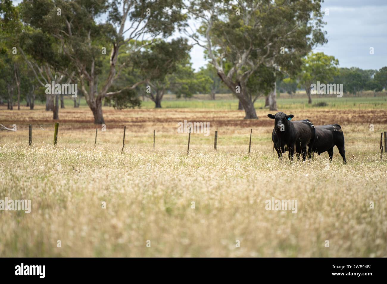 Stud Beef bulls, cows and calves grazing on grass in a field, in ...
