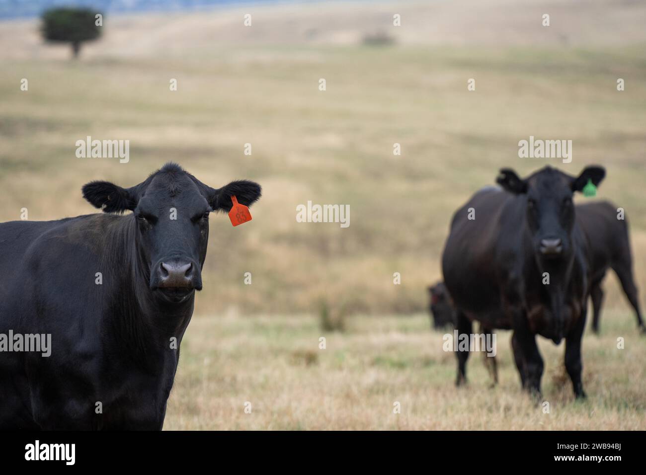 cows and cattle grazing in tasmania Australia Stock Photo - Alamy