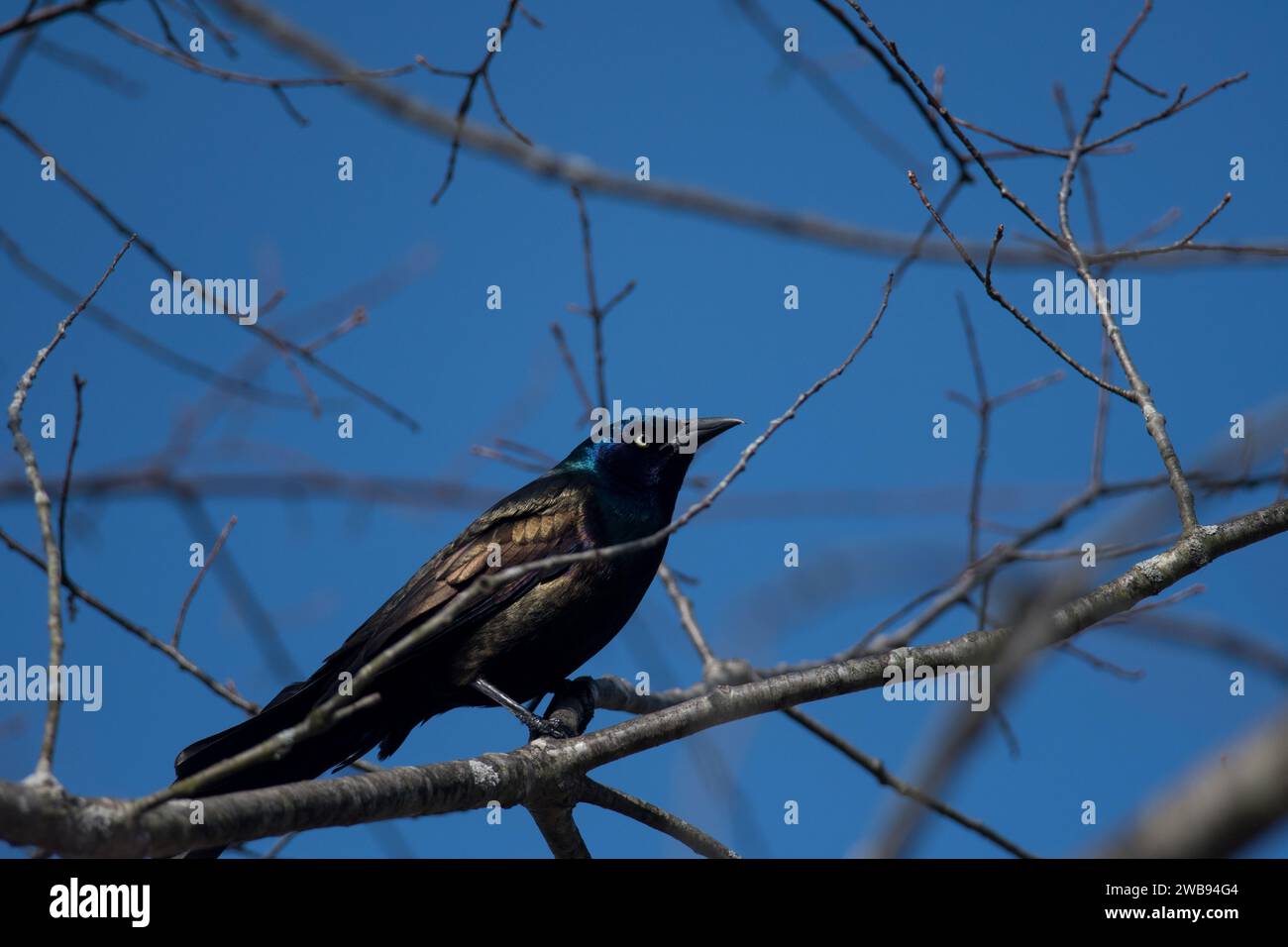 Common Grackle with feathers shining in the sunlight Stock Photo - Alamy