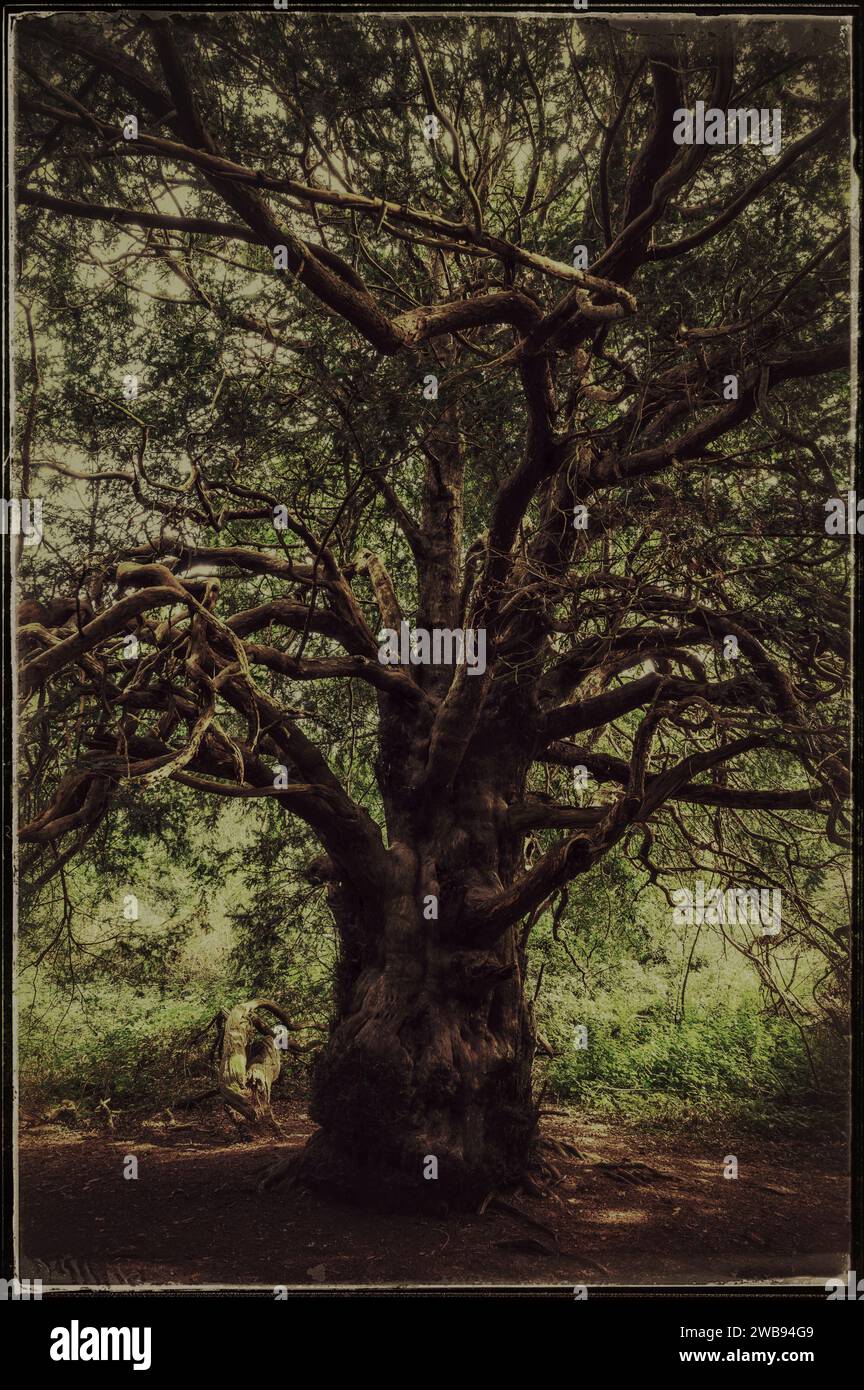 Spooky tree bark hi-res stock photography and images - Alamy