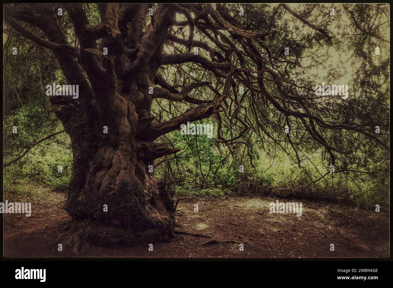 Spooky looking yew tree with gnarled and twisted branches with grunge ...
