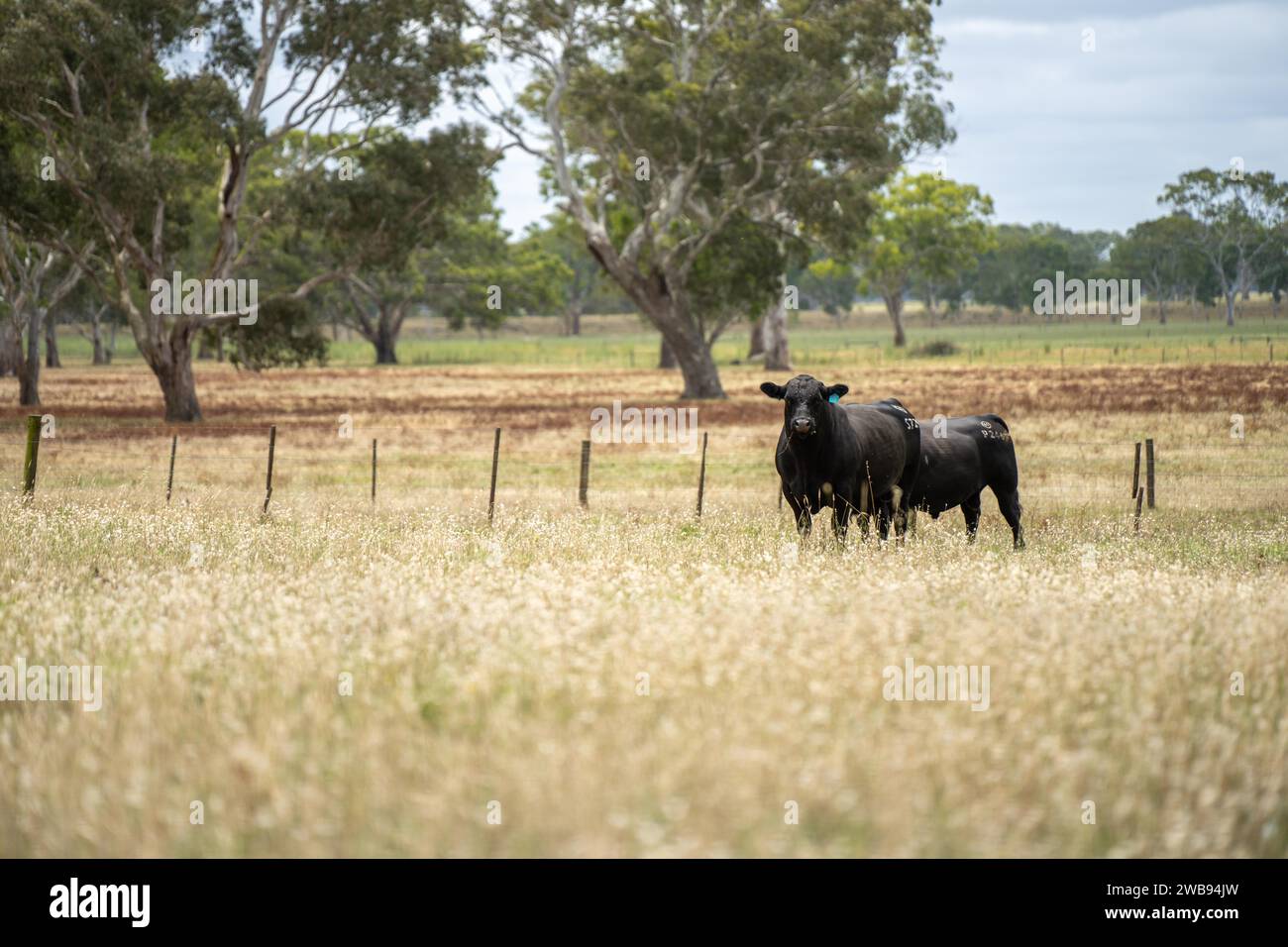 cows in field, grazing on grass and pasture in Australia, on a farming ...