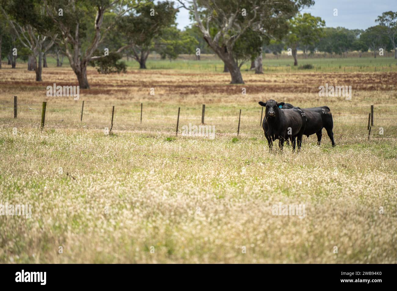 organic, regenerative, sustainable agriculture farm producing stud ...