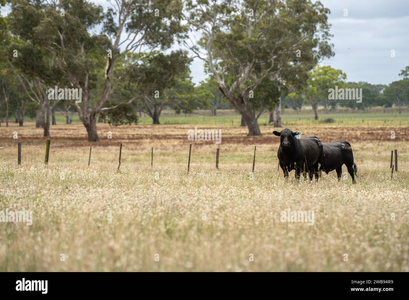 Australia livestock china hi-res stock photography and images - Alamy