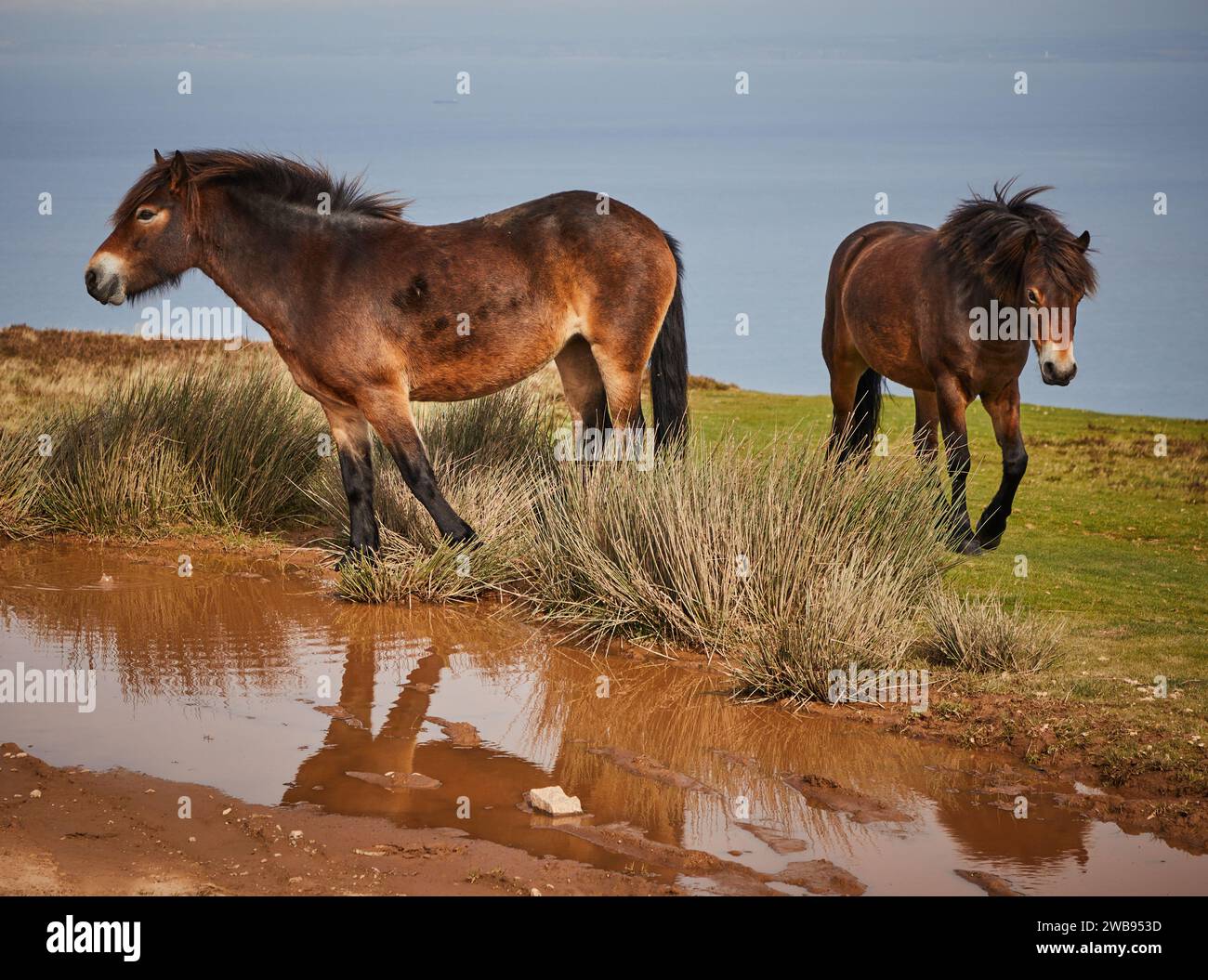 Herd of ponies drinking hi-res stock photography and images - Alamy