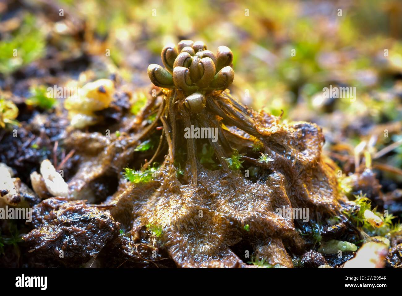 Hibernacula hi-res stock photography and images - Alamy