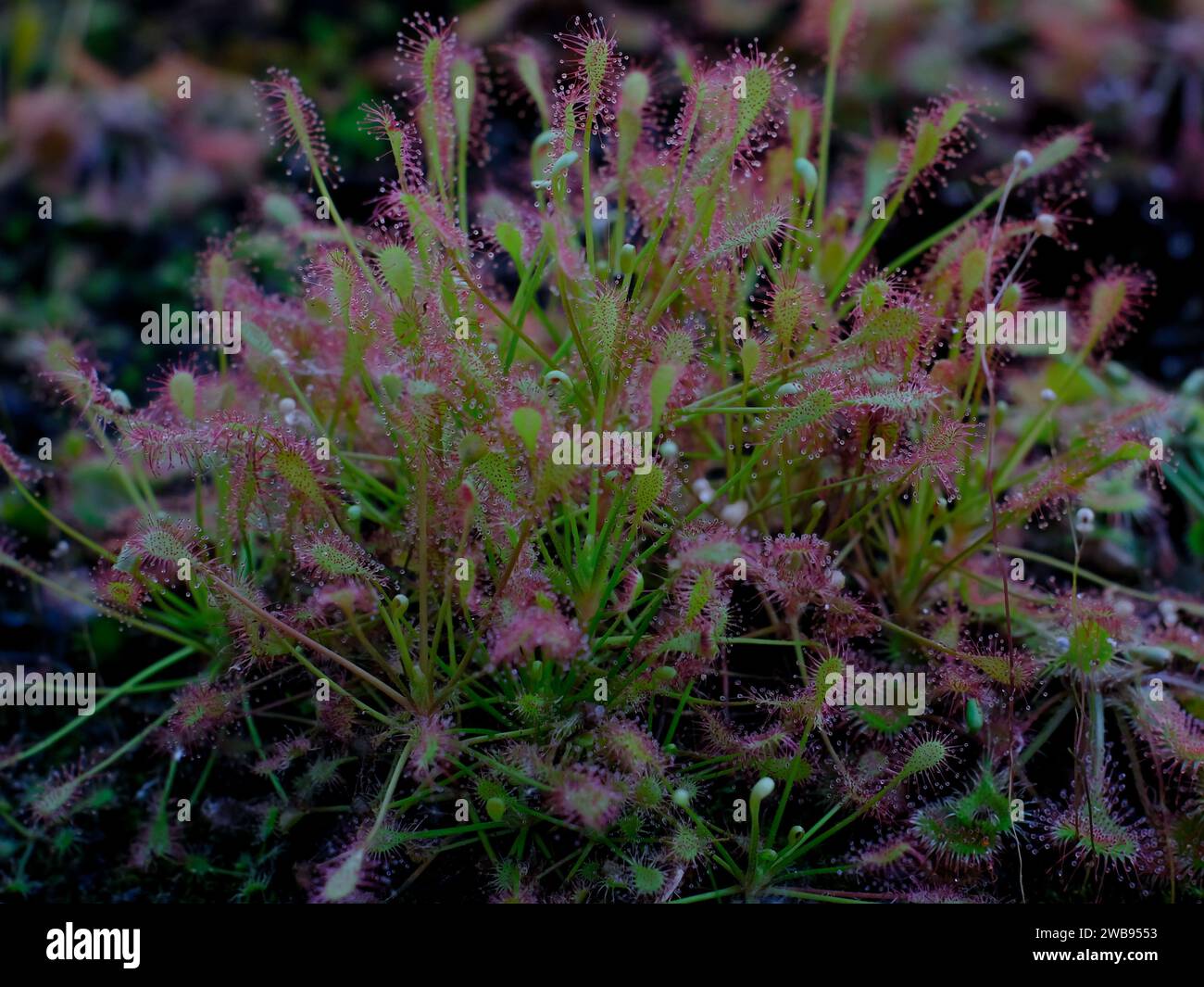 Sundew insect eating plant hi-res stock photography and images - Alamy