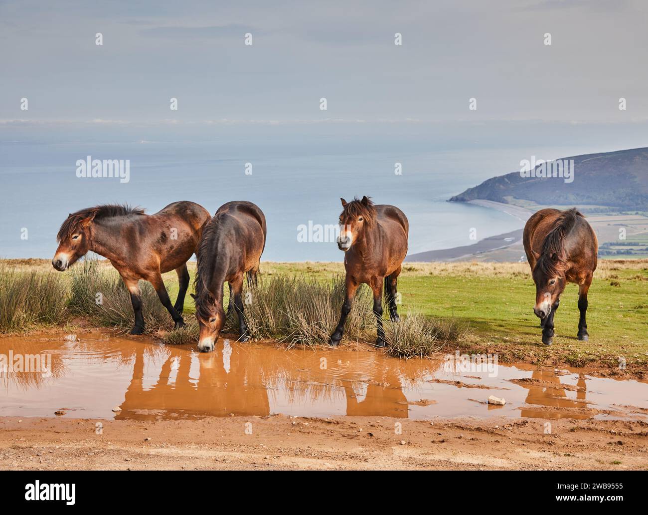 Exmoor Ponies eating and drinking above Porlock Common, Somerset Stock ...