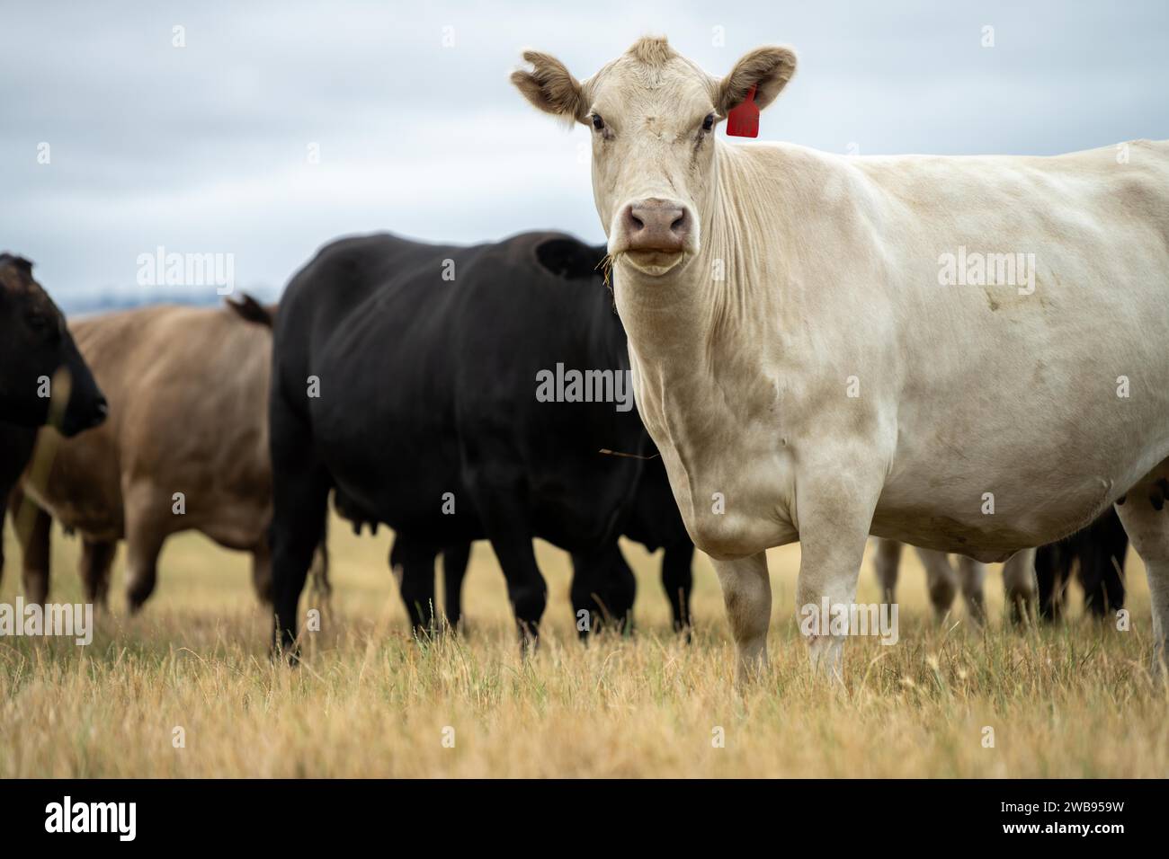 cows in field, grazing on grass and pasture in Australia, on a farming ...