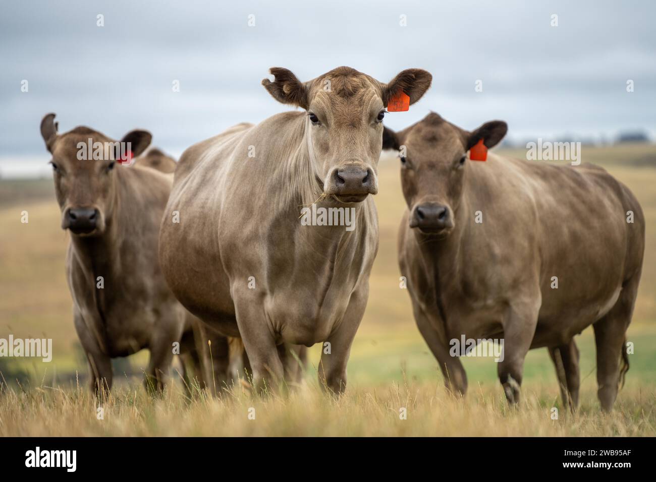 Stud Beef bulls, cows and calves grazing on grass in a field, in ...