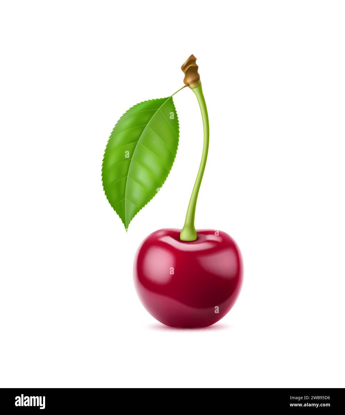 Realistic isolated ripe raw cherry berry. 3d vector vibrant fruit with ...