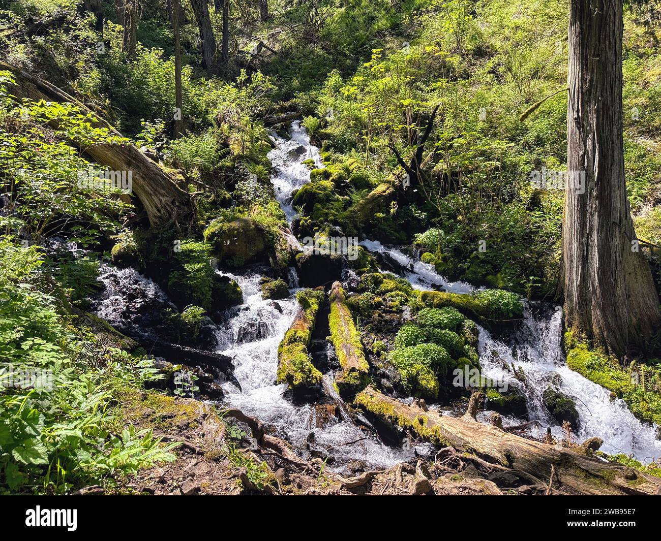 Forest variety hi-res stock photography and images - Alamy