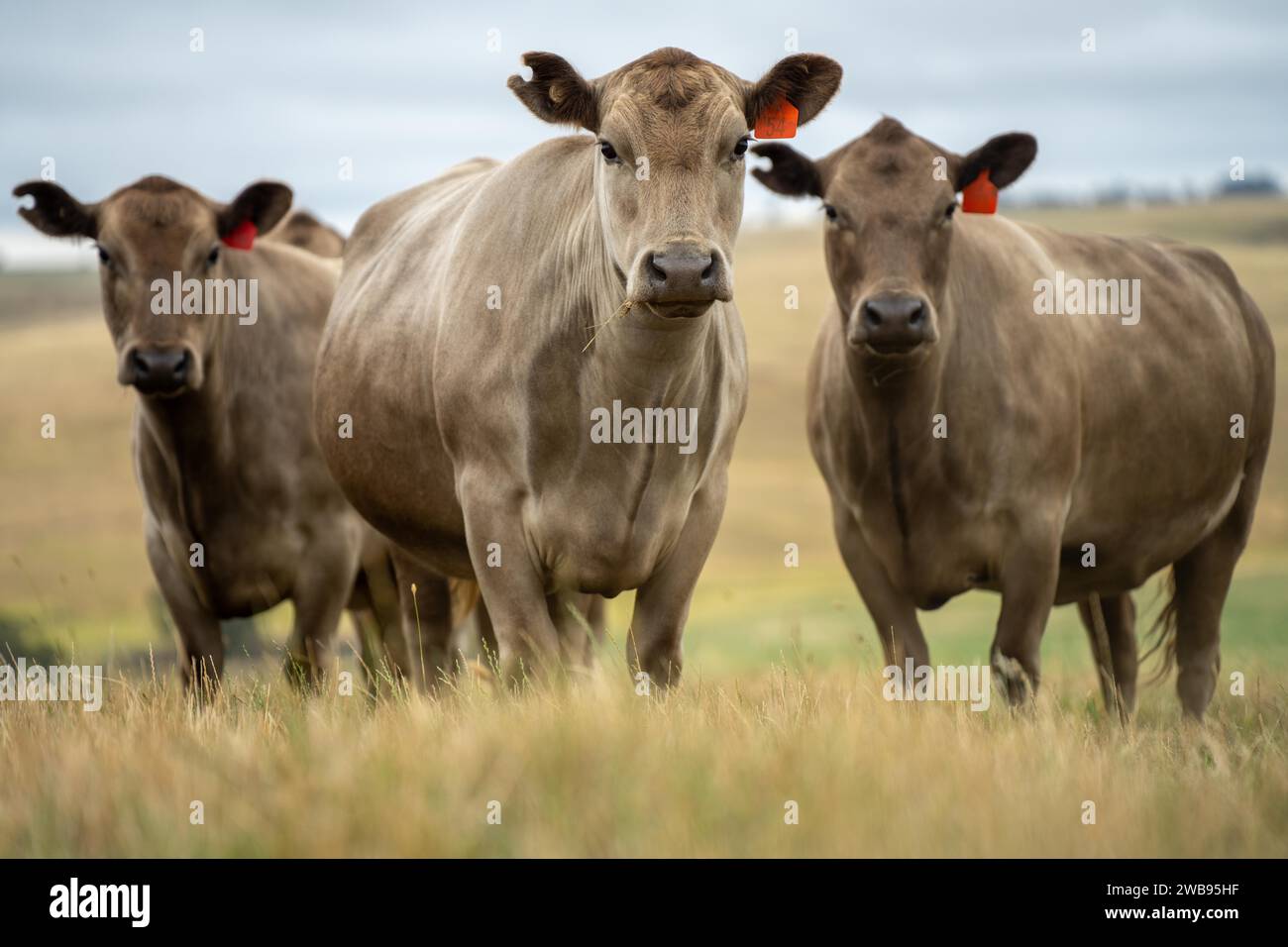 organic, regenerative, sustainable agriculture farm producing stud ...