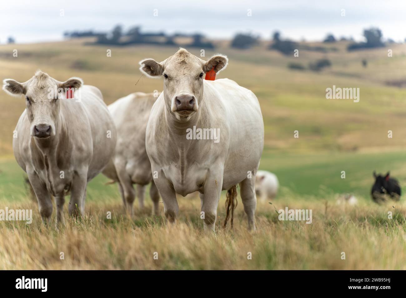 Portrait of Cows in a field grazing. Regenerative agriculture farm ...