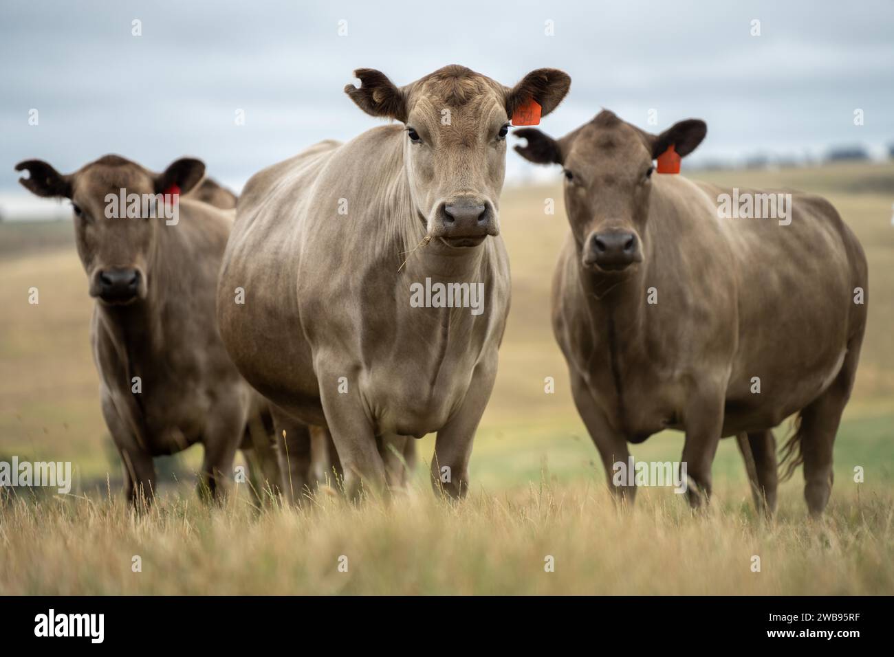Portrait of Cows in a field grazing. Regenerative agriculture farm ...