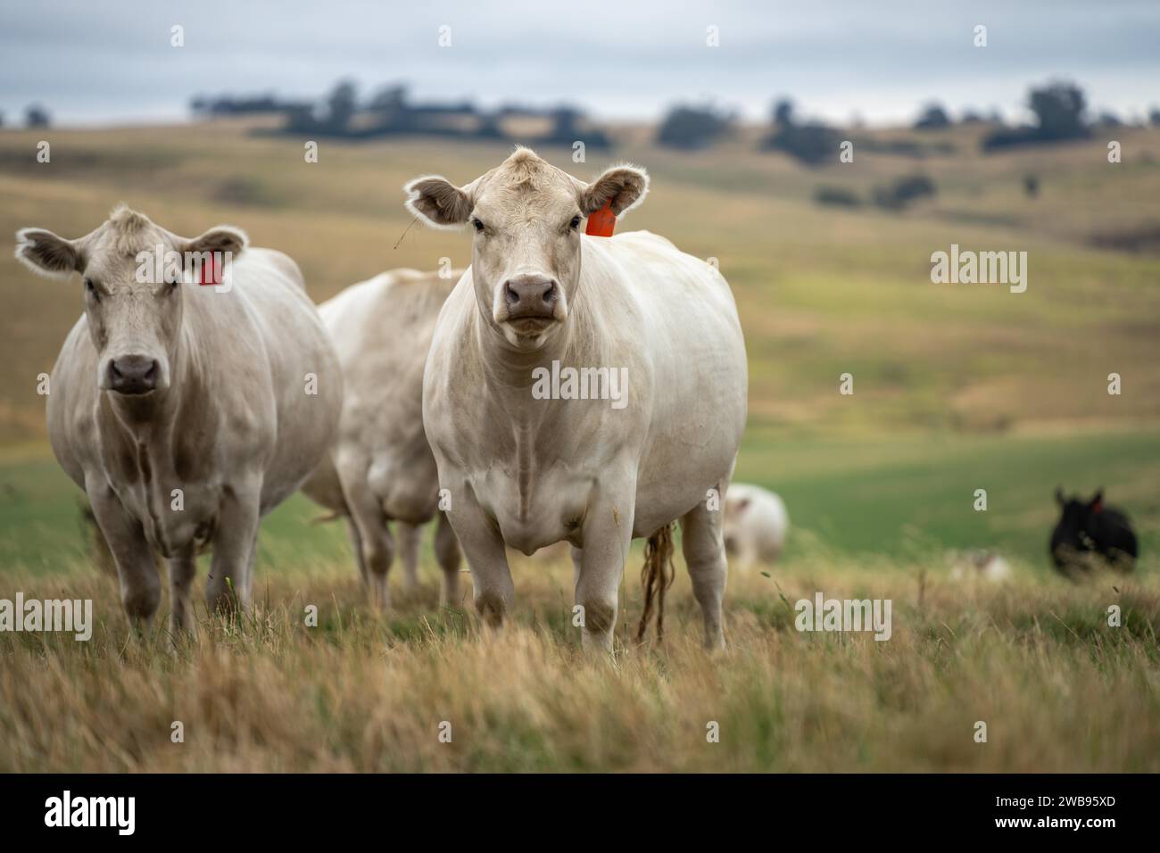 organic, regenerative, sustainable agriculture farm producing stud ...