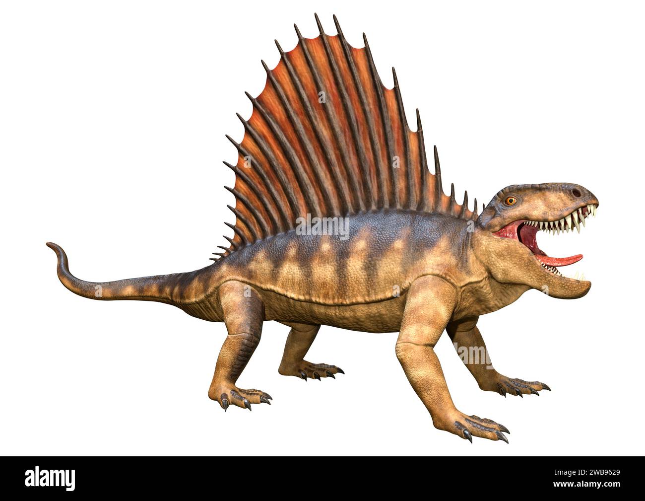 3D rendering of a dinosaur Dimetrodon isolated on white background ...