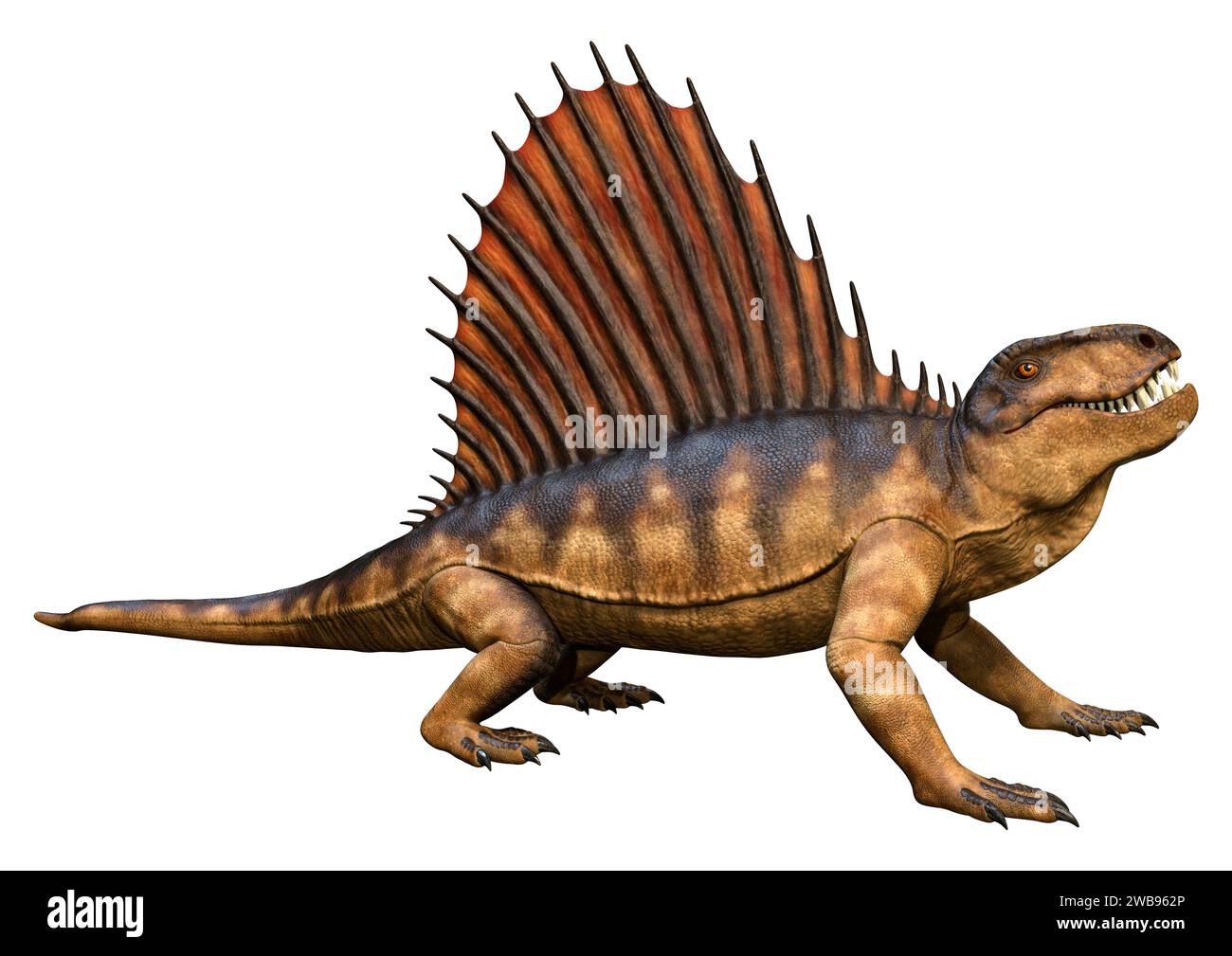 3D rendering of a dinosaur Dimetrodon isolated on white background ...