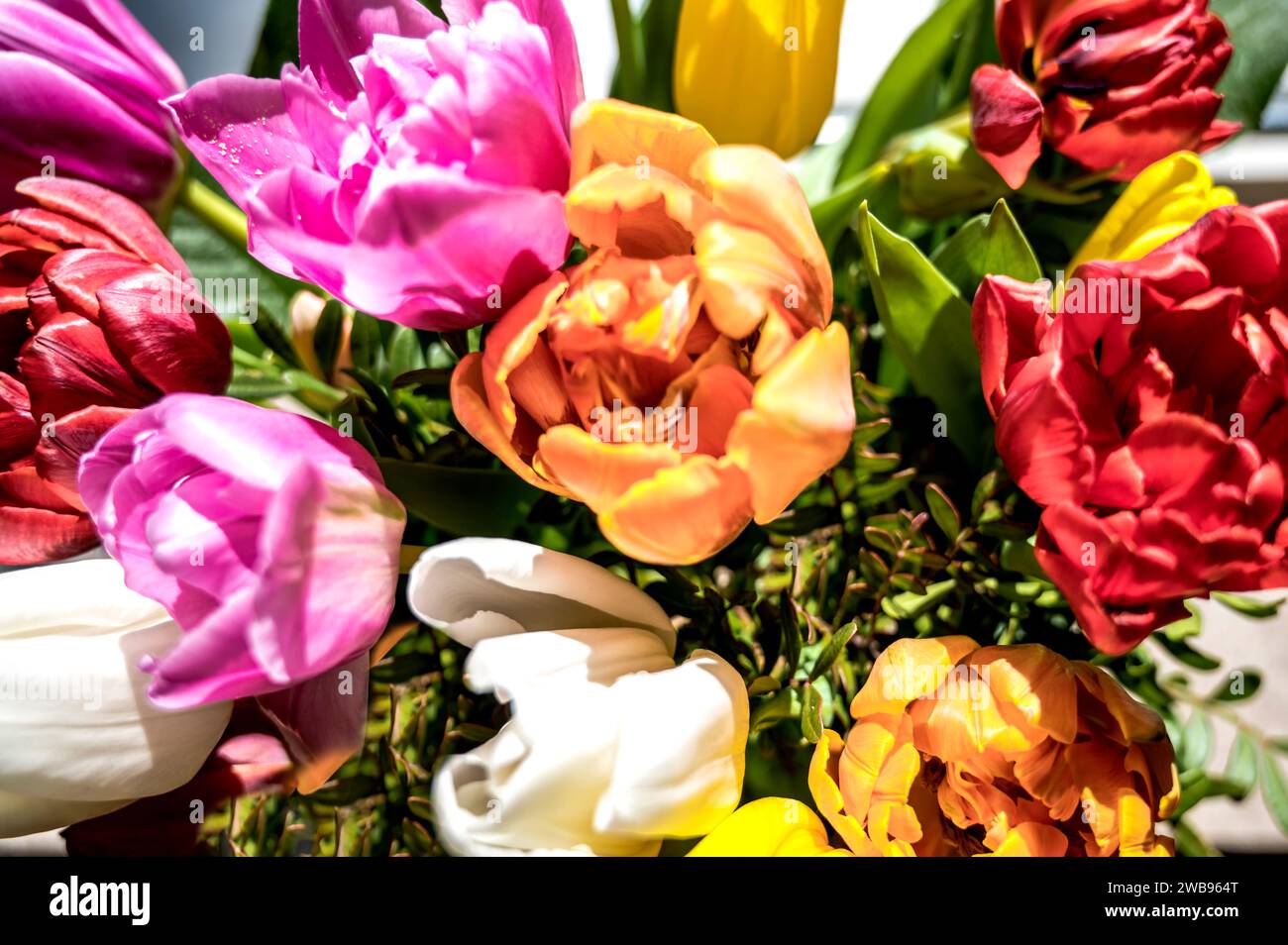 Colourful bunch of tulips; Bunter Tulpenstrauß Stock Photo - Alamy