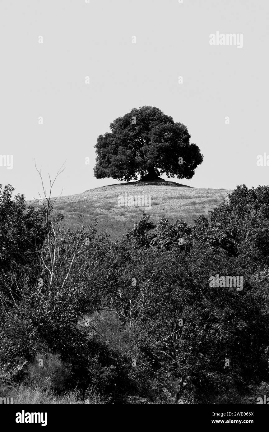 Tree on a hill Black and White Stock Photos & Images - Alamy