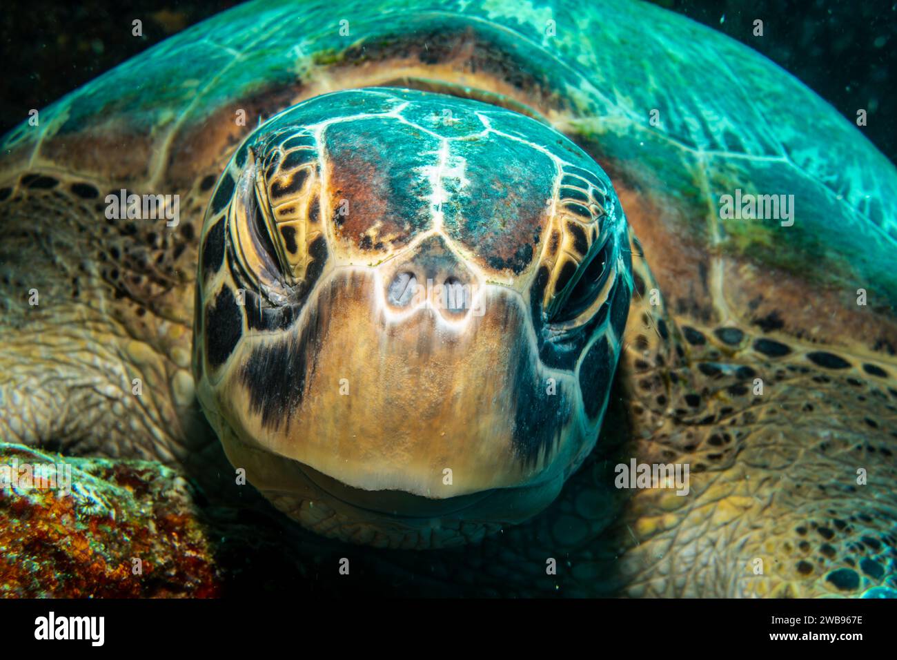 A close-up of a green sea turtle's face Stock Photo - Alamy