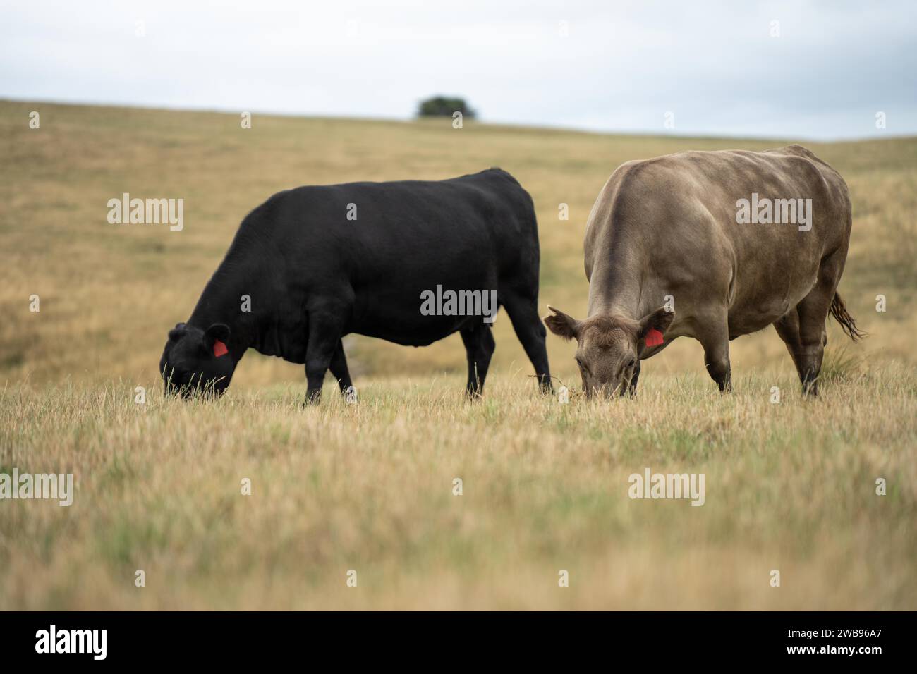 Stud Beef bulls, cows and calves grazing on grass in a field, in ...