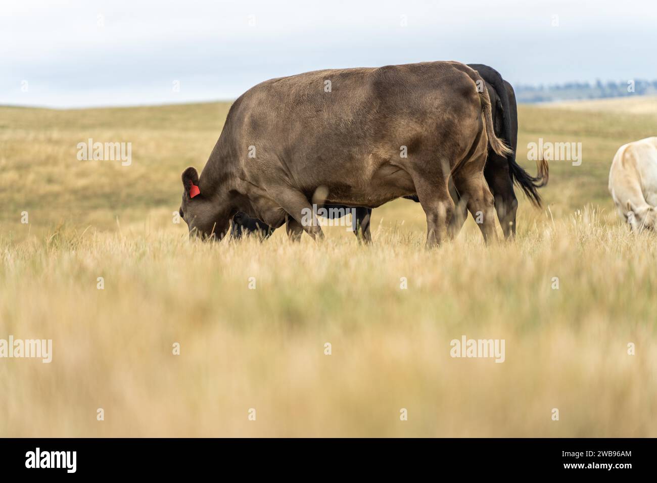 Portrait of Cows in a field grazing. Regenerative agriculture farm ...