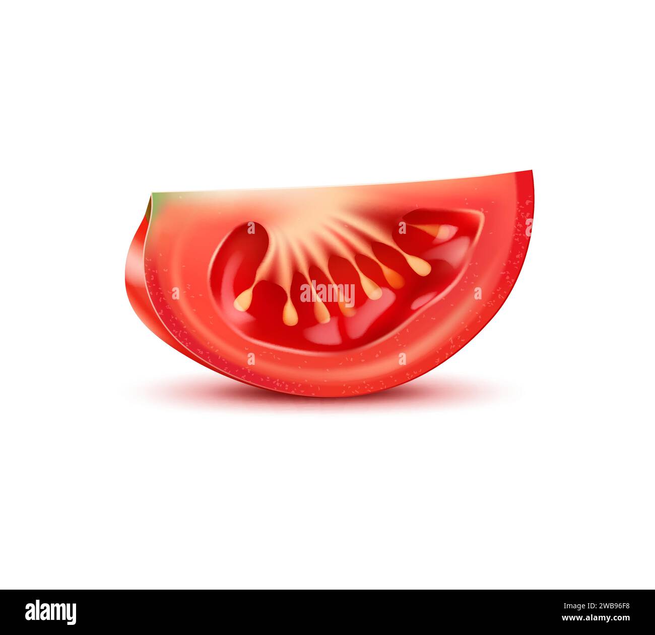 Sunlight freshness tomato plant Stock Vector Images - Alamy