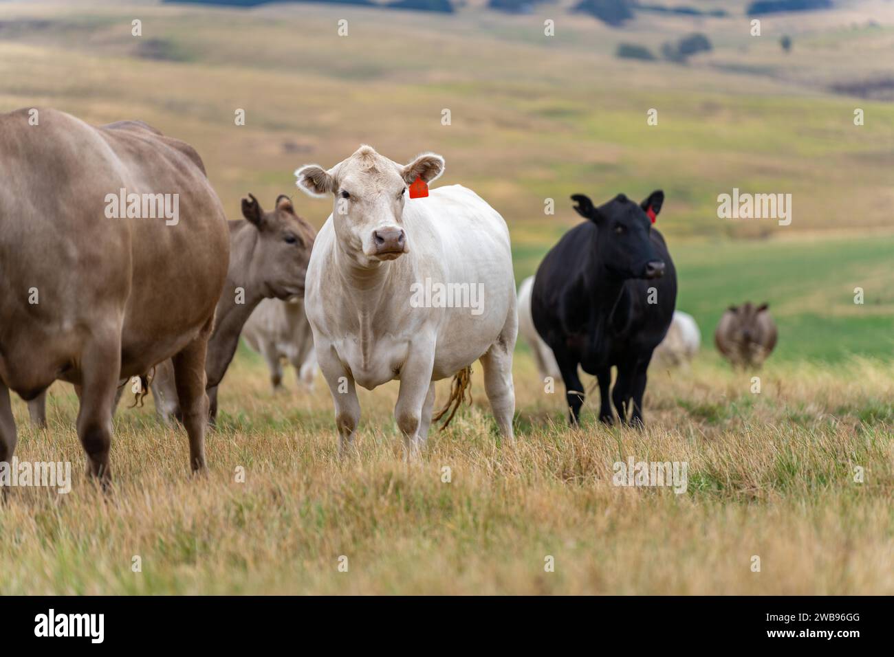 organic, regenerative, sustainable agriculture farm producing stud ...