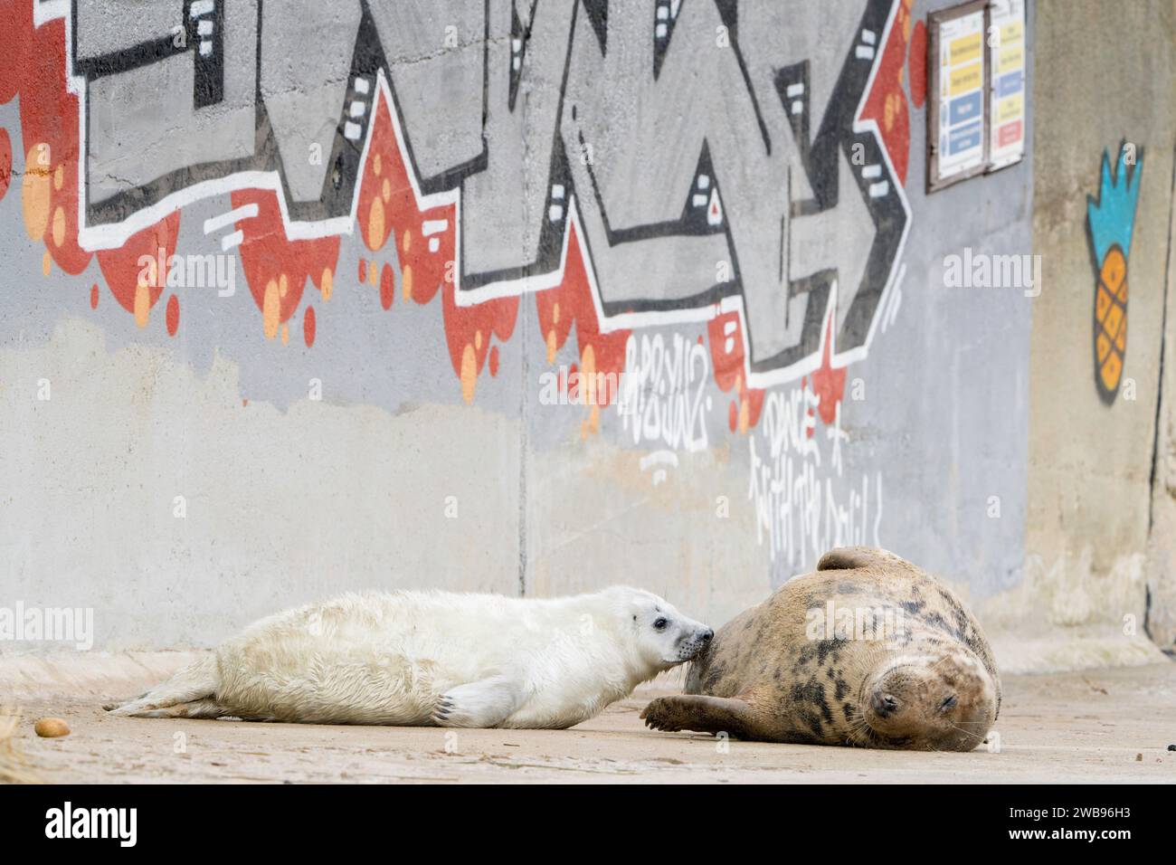 grey seal or gray seal, Halichoerus grypus, single adult female ...